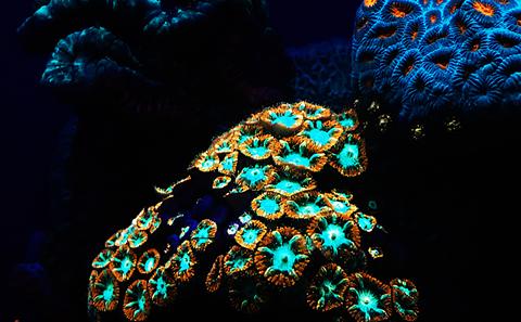 BBC Blue Planet II - Coral reefs | University of Southampton